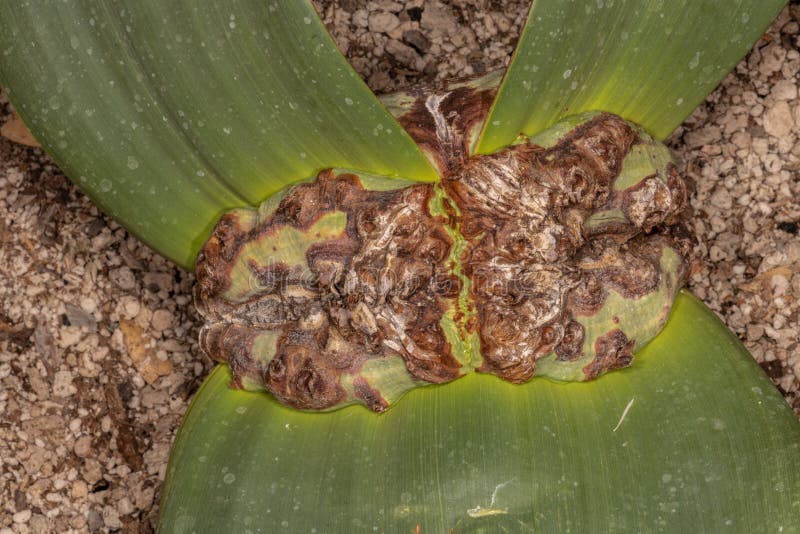 Base Foliar De Una Planta De Welwitschia Foto de archivo - Imagen de ...