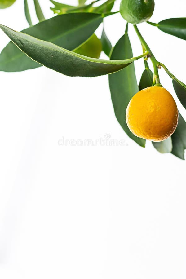 Base Frame Mandarin, Corner Fruit Citrus Orange with a Long Leaf on a ...