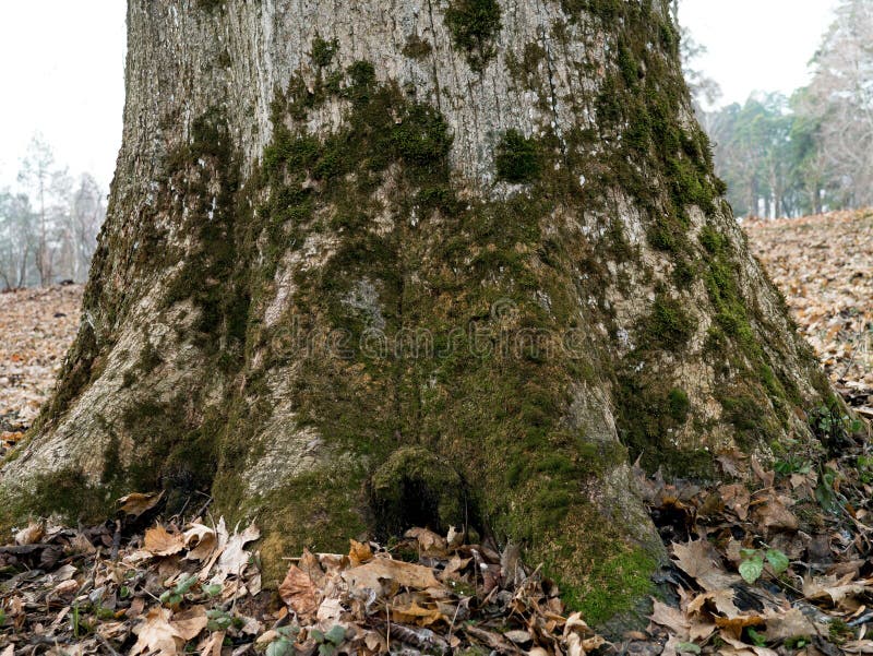 The Base of a Large Old Maple Tree with Moss on the North Side O Stock ...