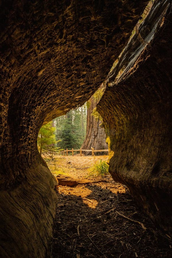 Base of Large Sequoia Visible through Tunnel in Fallen Tree Stock Image ...