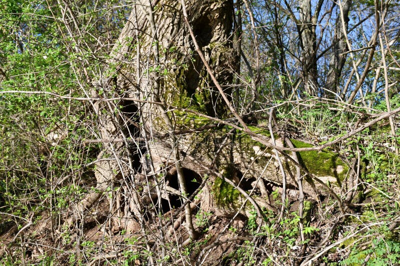 The Base of a Large Tree with Large Roots at Interstate State Park in ...