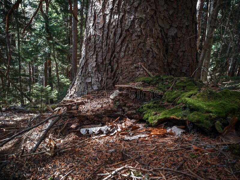The Base of a Large Tree Trunk in the Forest Stock Image - Image of ...