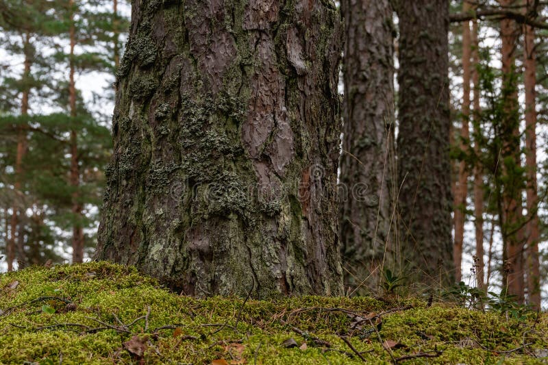 The Base of a Pine Trunk Overgrown with Blue Lichen Stock Image - Image ...