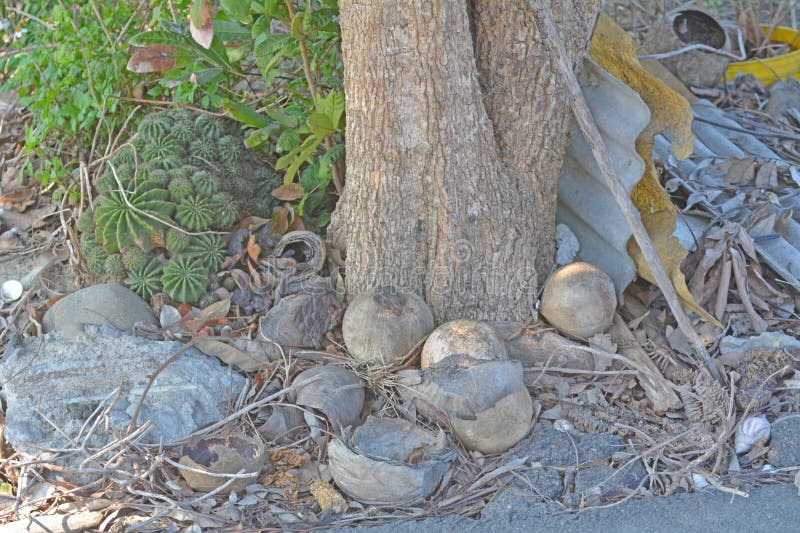 At the Base of the Mango Tree, Fallen Leaves, Coconut Shells, Cacti ...