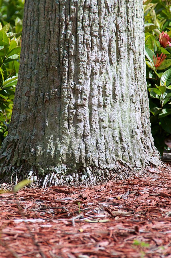 Base of Palm Showing Small Roots Stock Photo - Image of trunk, shadow ...