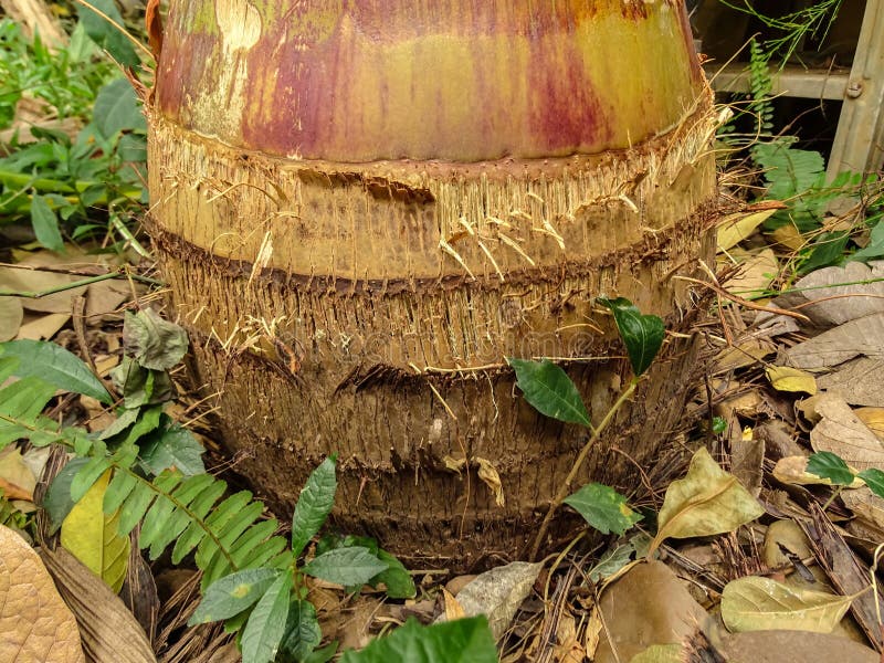 Base of a palm tree stock image. Image of base, textured - 172336093