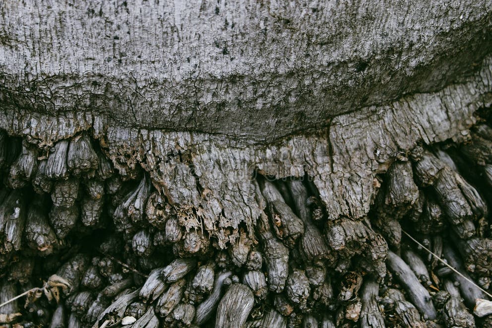 The Base of a Palm Tree with Its Adventitious Root System. the Root ...