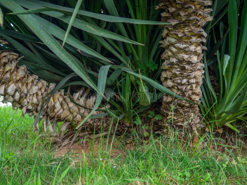 The Base of a Palm Tree Trunk. Plants in the South Stock Image - Image ...