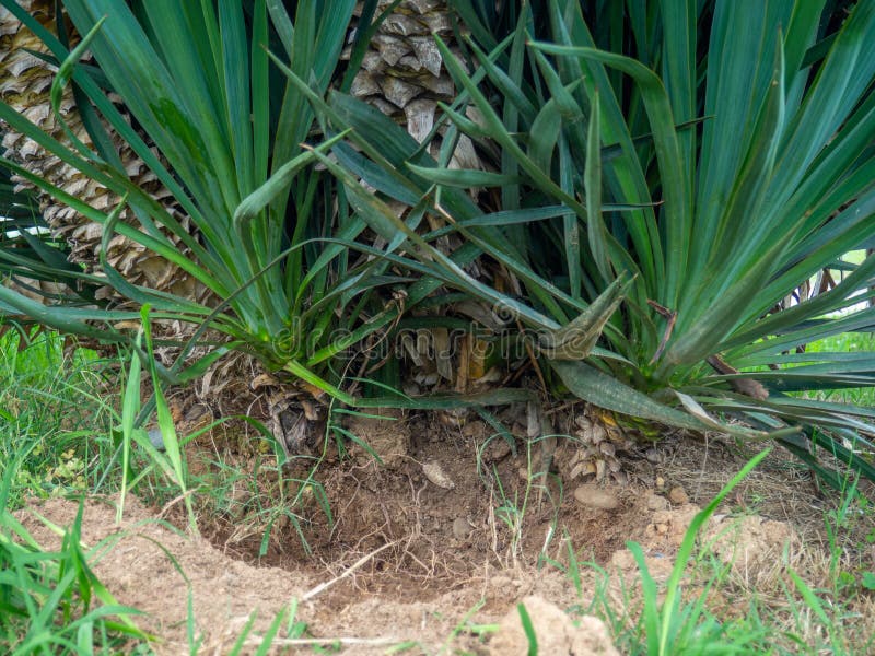 The Base of a Palm Tree Trunk. Plants in the South. Southern Tree Trunk ...