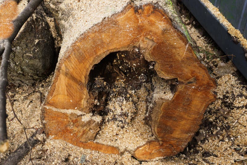Base Putrefacta De La Madera Que Fue Derribada Imagen de archivo ...