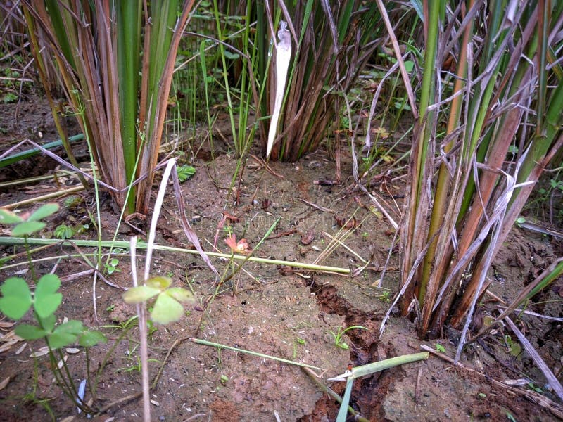 The Base of a Rice Plant Ready To Harvest Stock Image - Image of ...