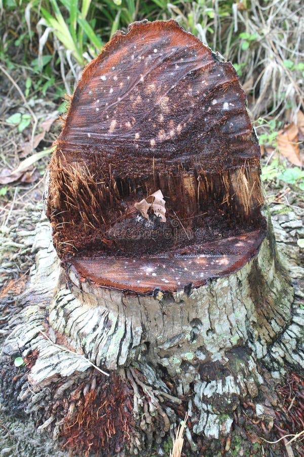 The Base and Roots of the Cut Coconut Tree are Still Left on the Ground ...
