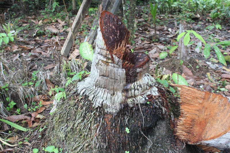 The Base and Roots of the Cut Coconut Tree are Still Left on the Ground ...