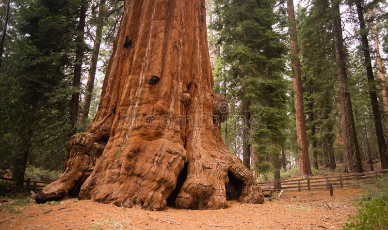 Roots of a giant sequoia stock image. Image of travel - 52989123