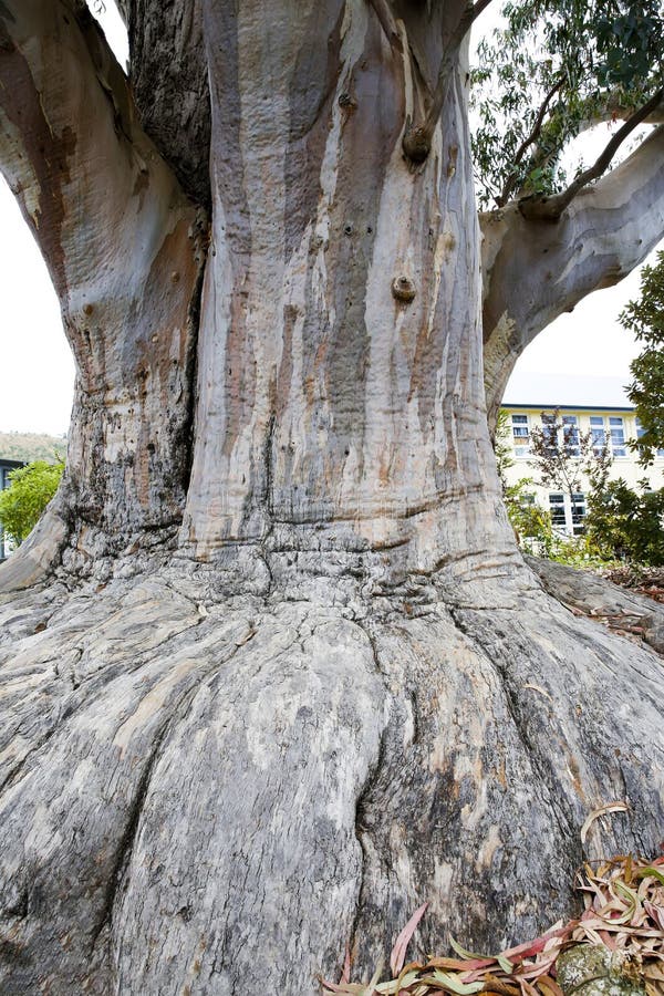 Roots of a giant sequoia stock image. Image of travel - 52989123