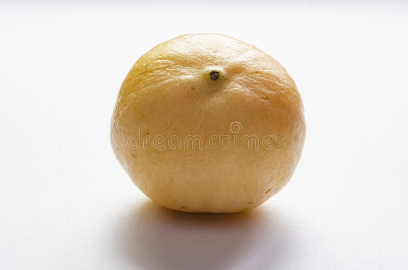 Base of Rose Apple stock photo. Image of organic, rosids - 251626440