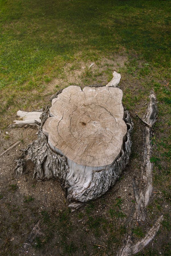 Base of a Sectioned Tree Trunk Seen from Above in a Forest Surrounded ...