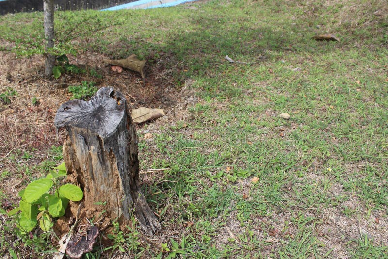 The Base of a Small Felled Tree Trunk Stock Image - Image of plant ...