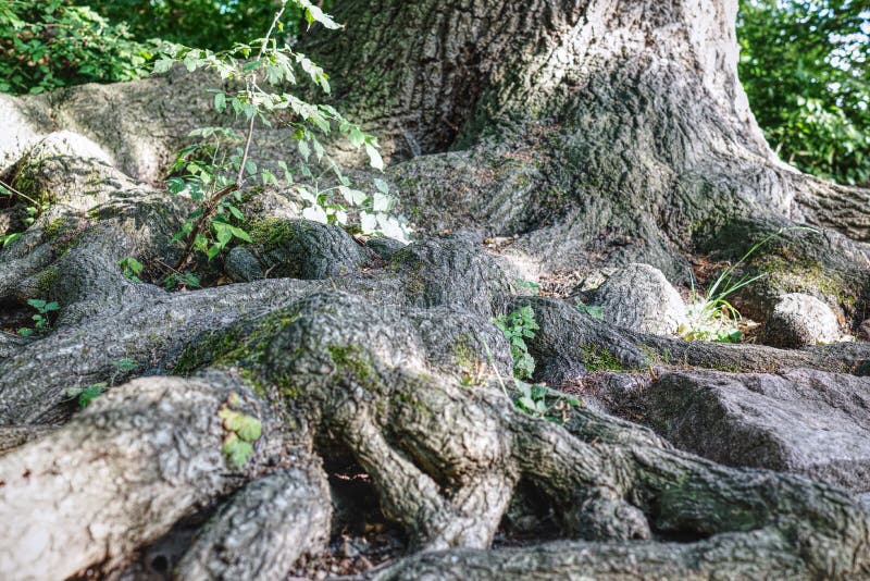 Base of Southern Live Oak with Multi Roots in the Forest with Sunlight ...
