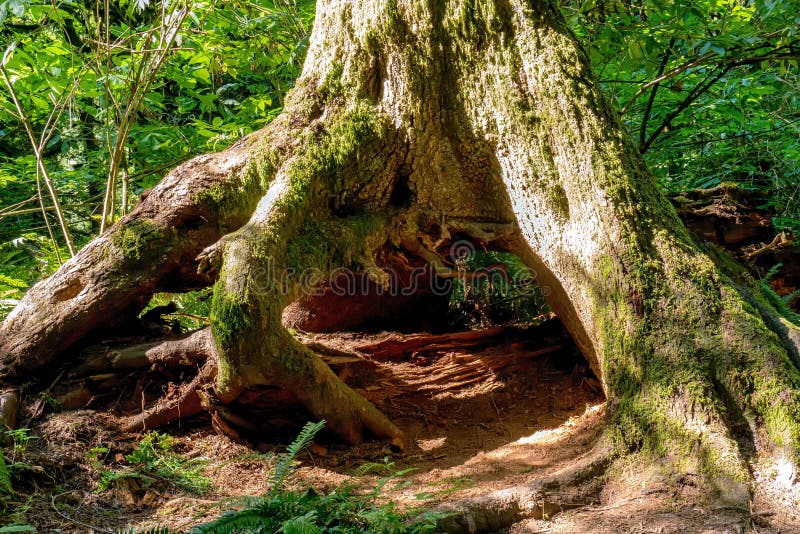 Base of a Substantial Tree Trunk is Reminiscent of Large Claws Stock ...