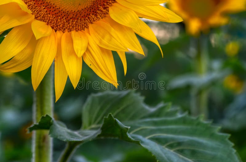 Base of Sunflower Plant stock image. Image of natural - 258169165