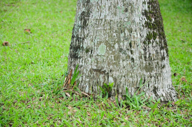 Base of tree stock image. Image of base, confident, trust - 19843427