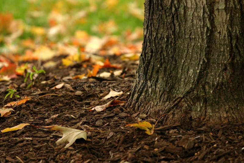 Base of a tree stock image. Image of fall, trunk, nature - 403345