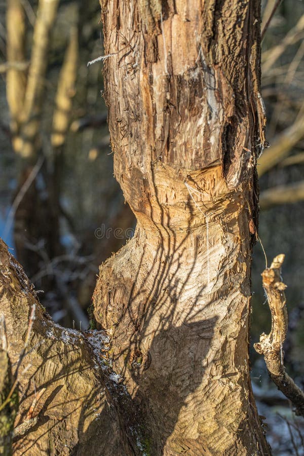 The Base of a Tree Chewed Down by a Beaver. Stock Photo - Image of ...