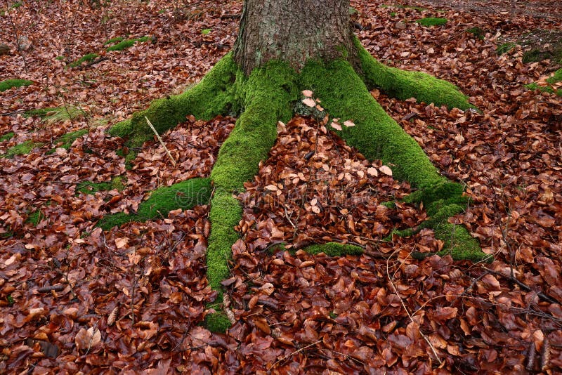 Base of Tree Covered in Moss Stock Image - Image of nature, moss: 265548161