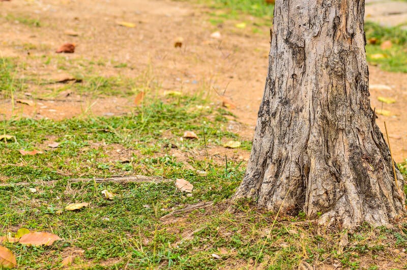 Base tree stock image. Image of nature, morning, base - 69295991