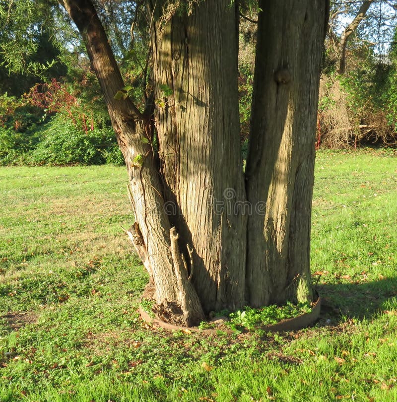 Base of a tree stock image. Image of tree, morning, green - 67184819