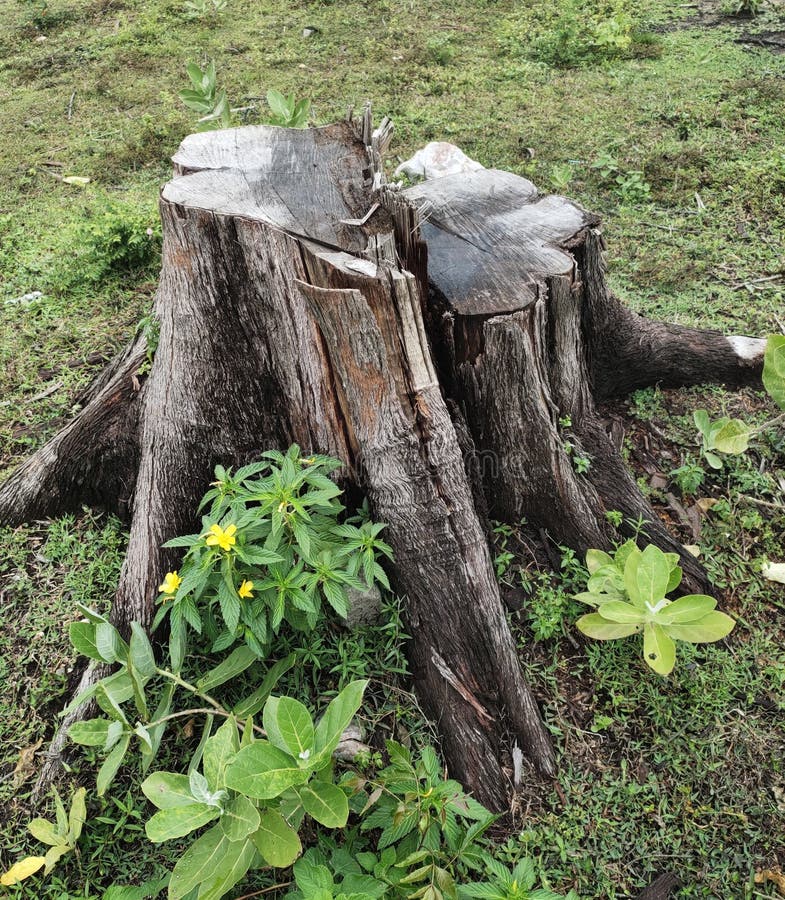 The Base of the Tree that Has Been Cut Down Stock Photo - Image of lawn ...