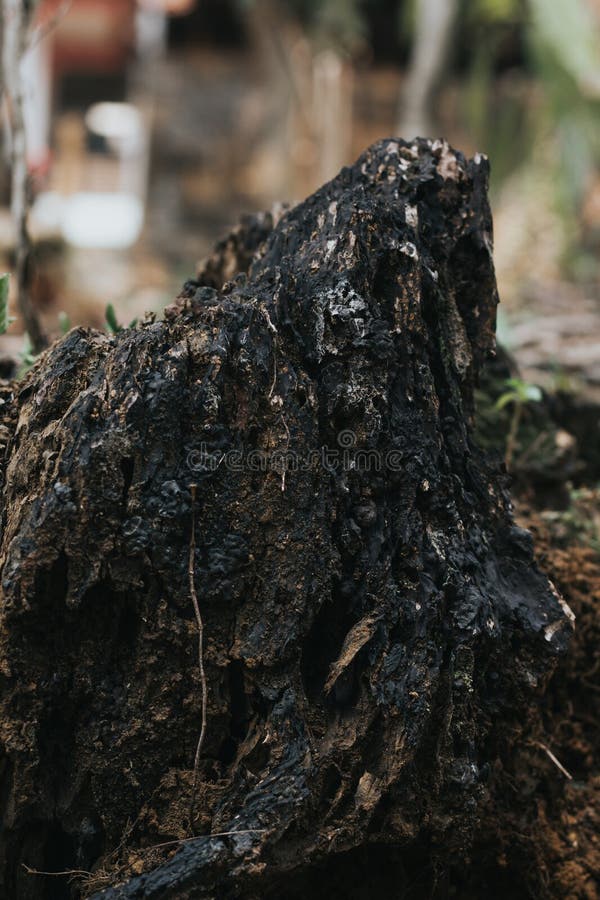 The Base of the Tree Left Over from Logging is Black and Has Been Burnt ...