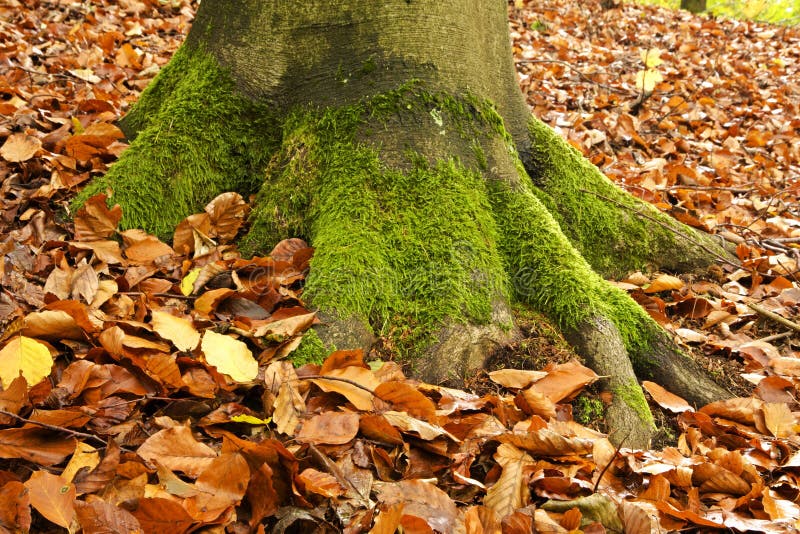 Moss stock image. Image of vegetation, transform, green - 78605001