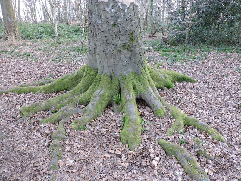 Base of Tree with Multiple Large Roots. Stock Photo - Image of ducks ...