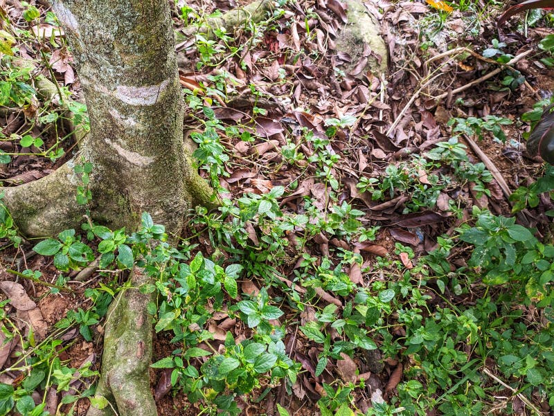 The Base of a Tree Surrounded by Green Plants and Leaves on the Forest ...