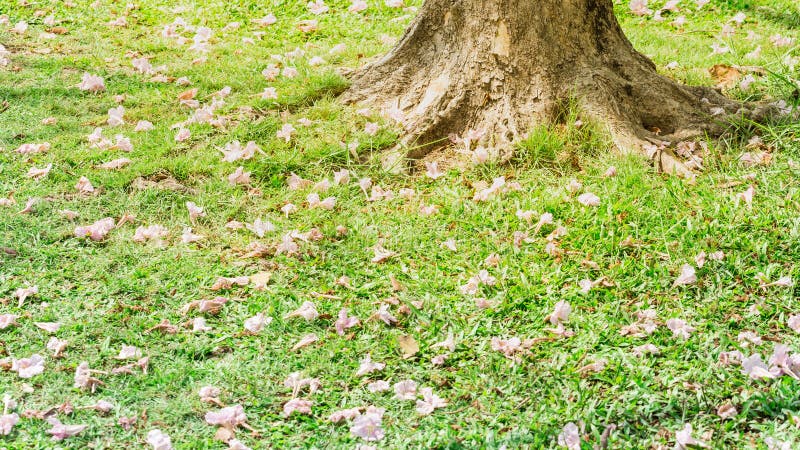 Base of Tree with Roots Above Ground Stock Photo - Image of grass ...