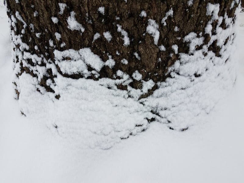 Base of Tree Trunk with Bark and Snow Stock Photo - Image of winter ...
