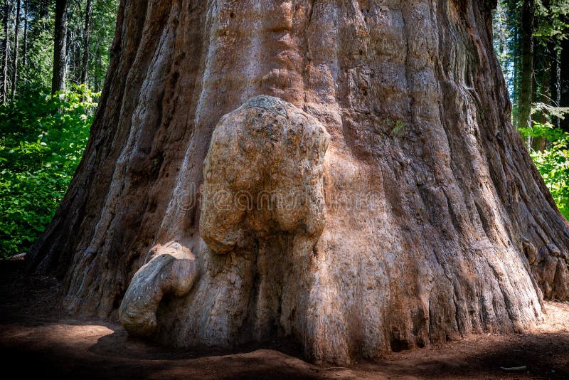 Giant trees base stock image. Image of sierras, sequoiadendron - 169701669