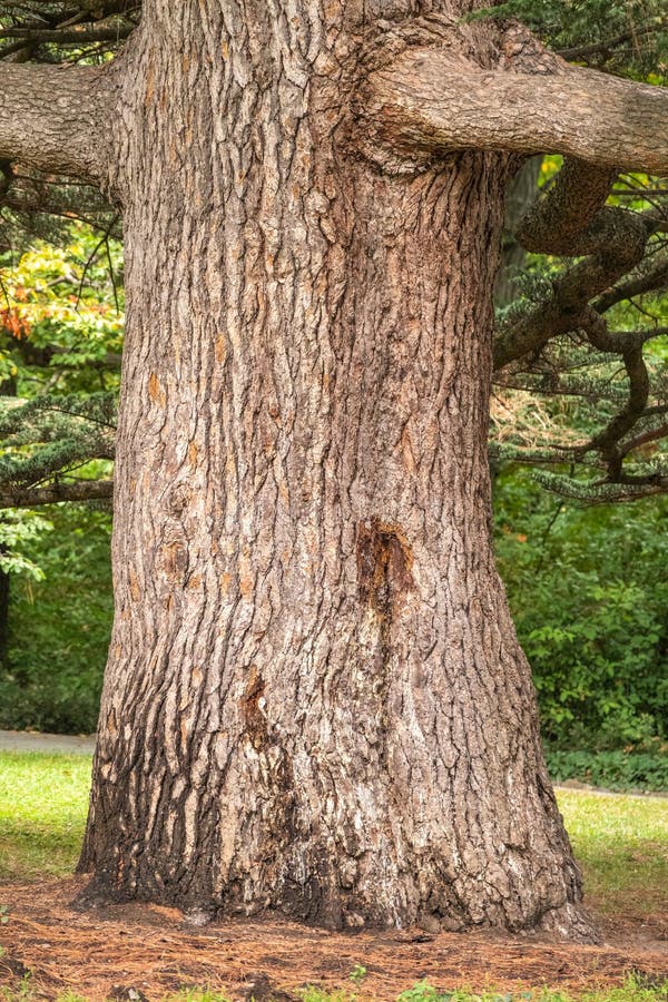 The Base of the Trunk of an Old Cedar in Park Stock Photo - Image of ...