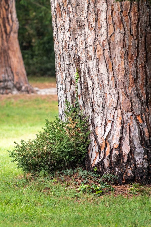 Base of the Pine stock image. Image of beautiful, cones - 195258373