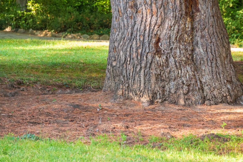 The Base of the Trunk of an Old Pine Tree in Park Stock Photo - Image ...