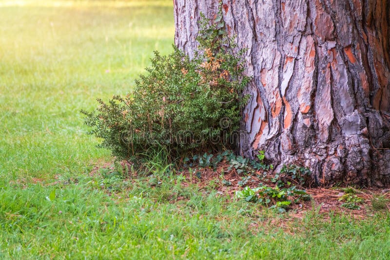 The Base of the Trunk of an Old Pine Tree in Park Stock Image - Image ...
