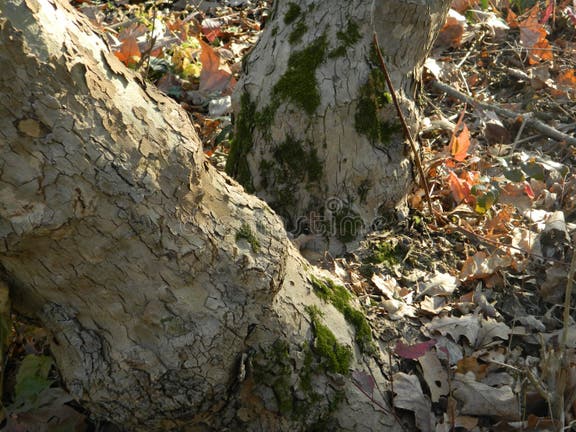 Base of Two Trees Joined Together Stock Photo - Image of base, yellow ...