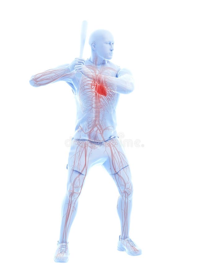 A baseball players heart stock illustration. Illustration of anatomy ...