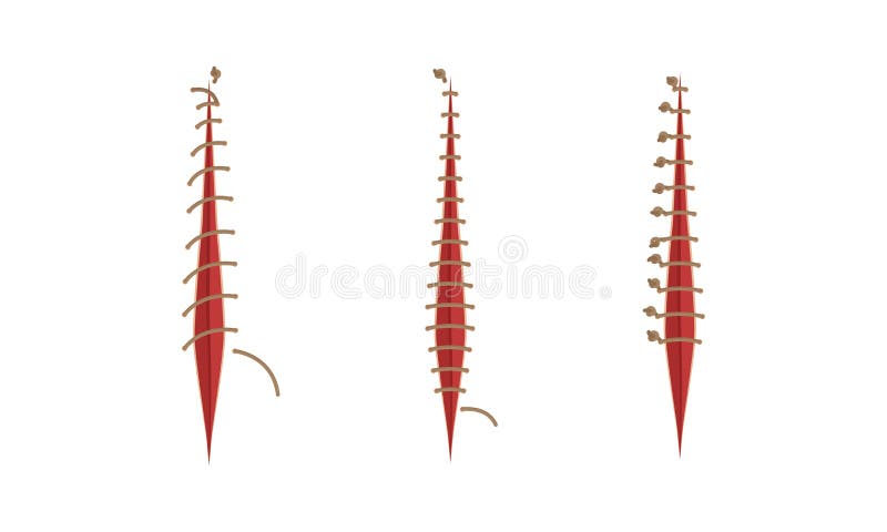 Baseball Stitches and Red Lace with Loop of Thread Isolated on White ...