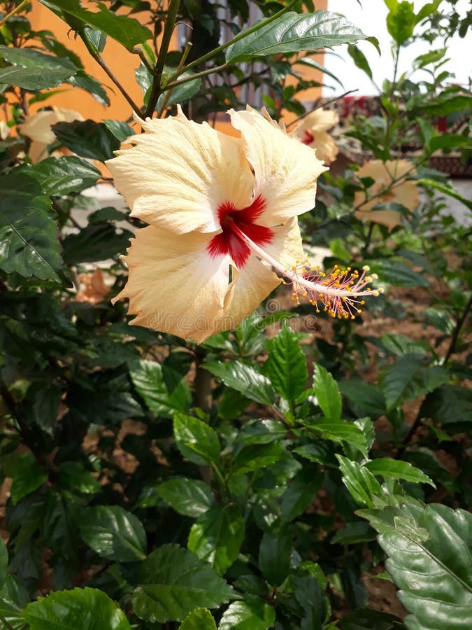 Based on nature ! editorial stock photo. Image of nature - 114269783