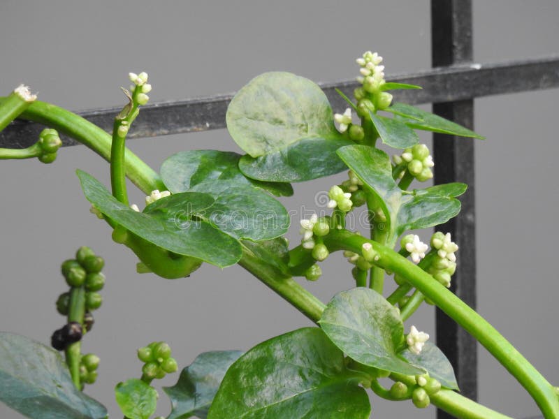 Basella Alba Fruit or Spinach Malabar Fruit on Leaf with Selective ...