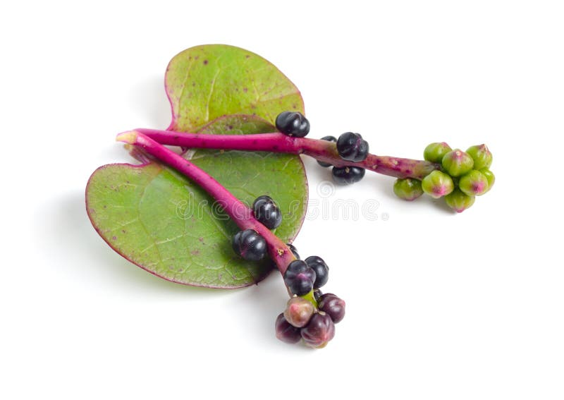 Basella Alba or Including Malabar Spinach, Vine Spinach, and Ceylon ...