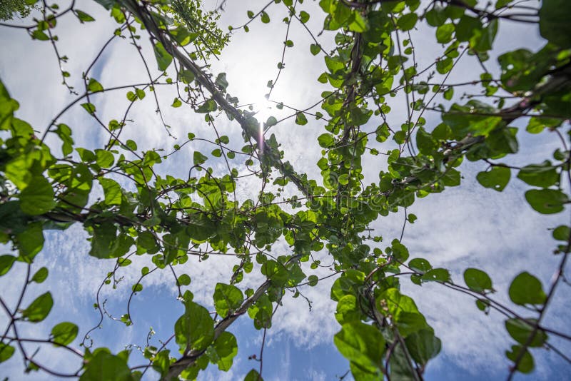 Basella Alba Malabar Spinach Growing Stock Image - Image of asian, alba ...